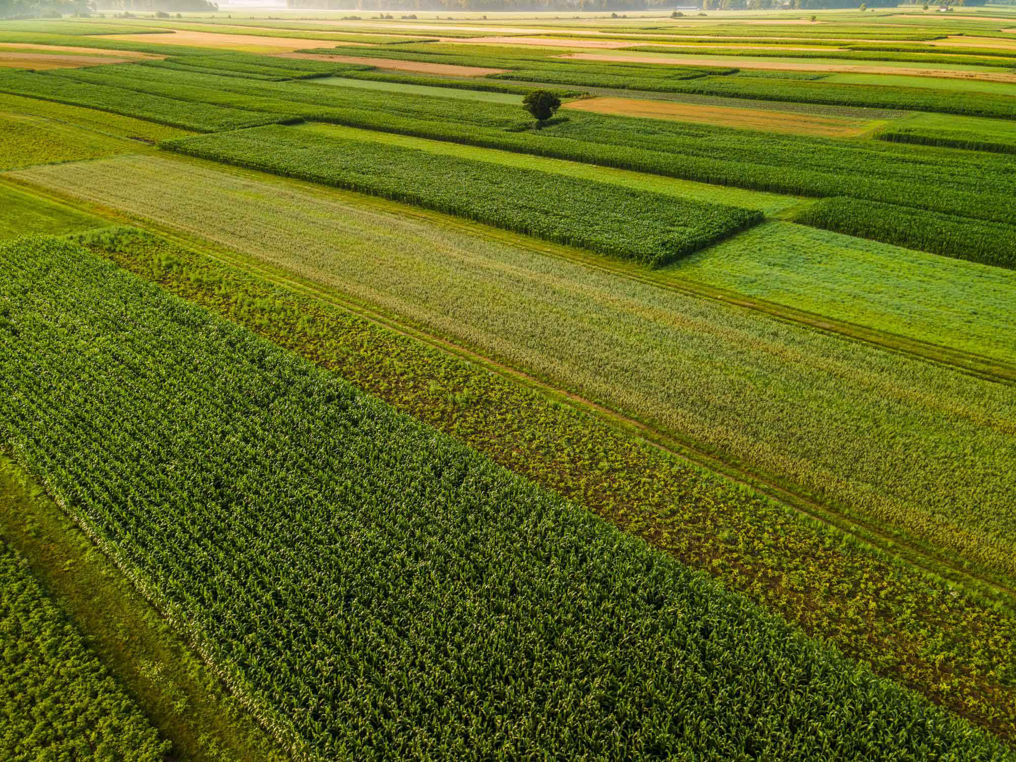 The Impact of Various Factors on Agricultural Yield Reduction - CANAMEK ...